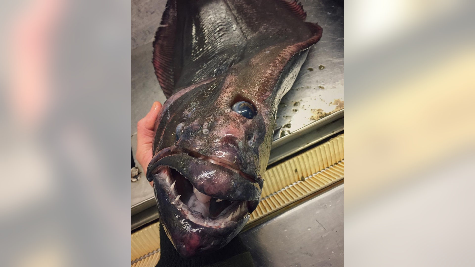 Freaky Fish: Fisherman captures underwater oddities found off Russia's ...
