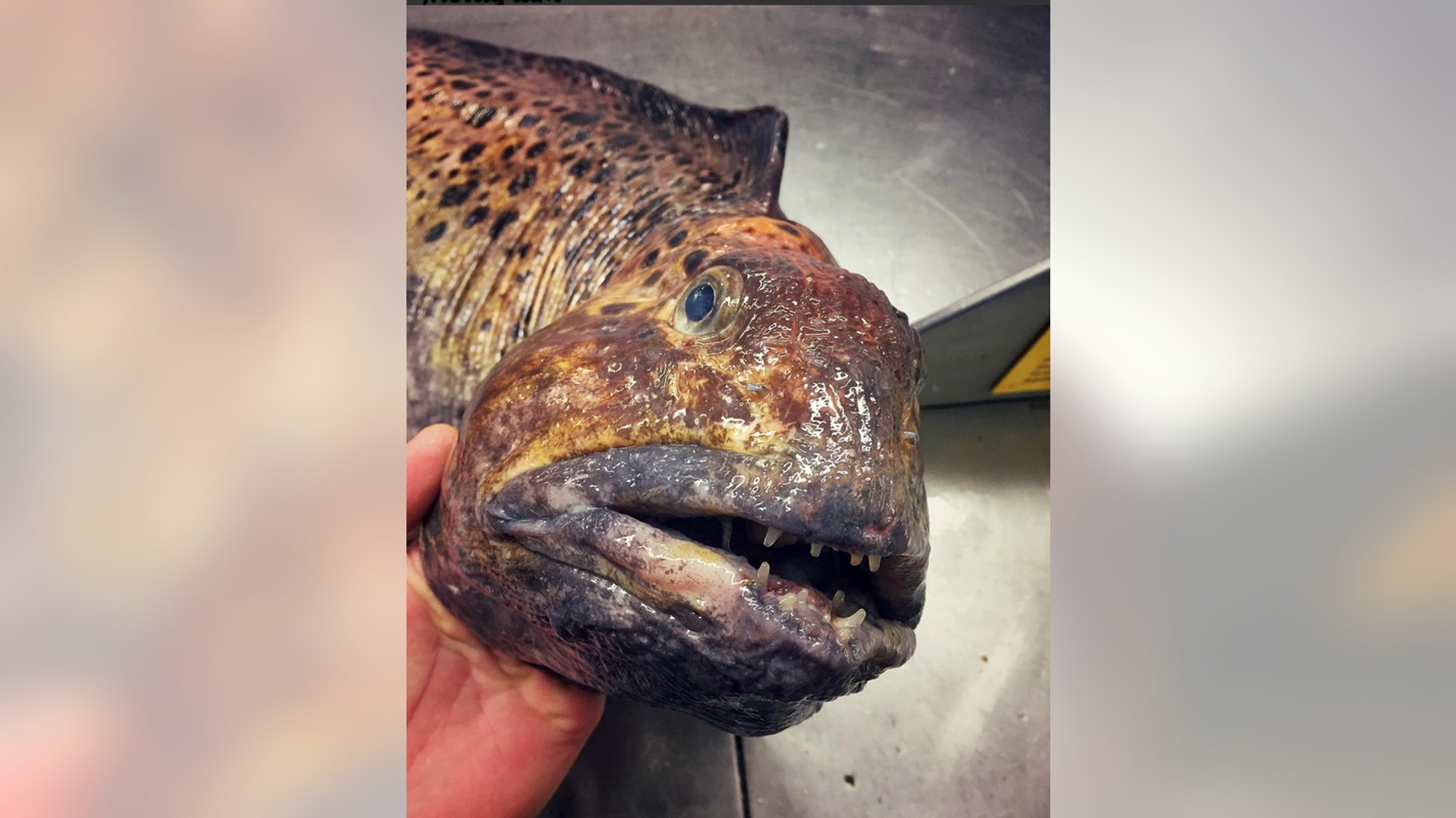 Freaky Fish: Fisherman captures underwater oddities found off Russia's ...