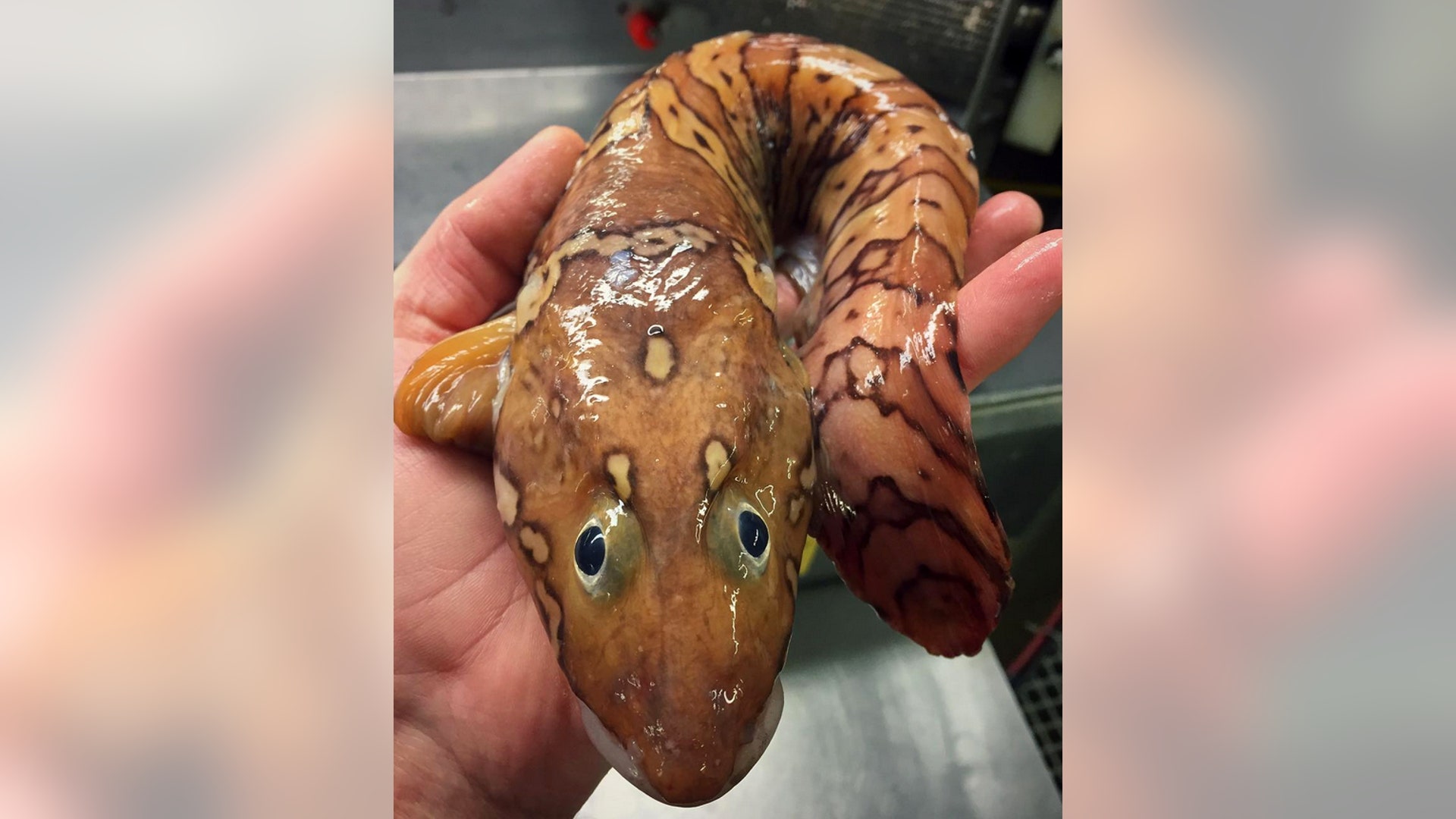 Freaky Fish: Fisherman captures underwater oddities found off Russia's ...