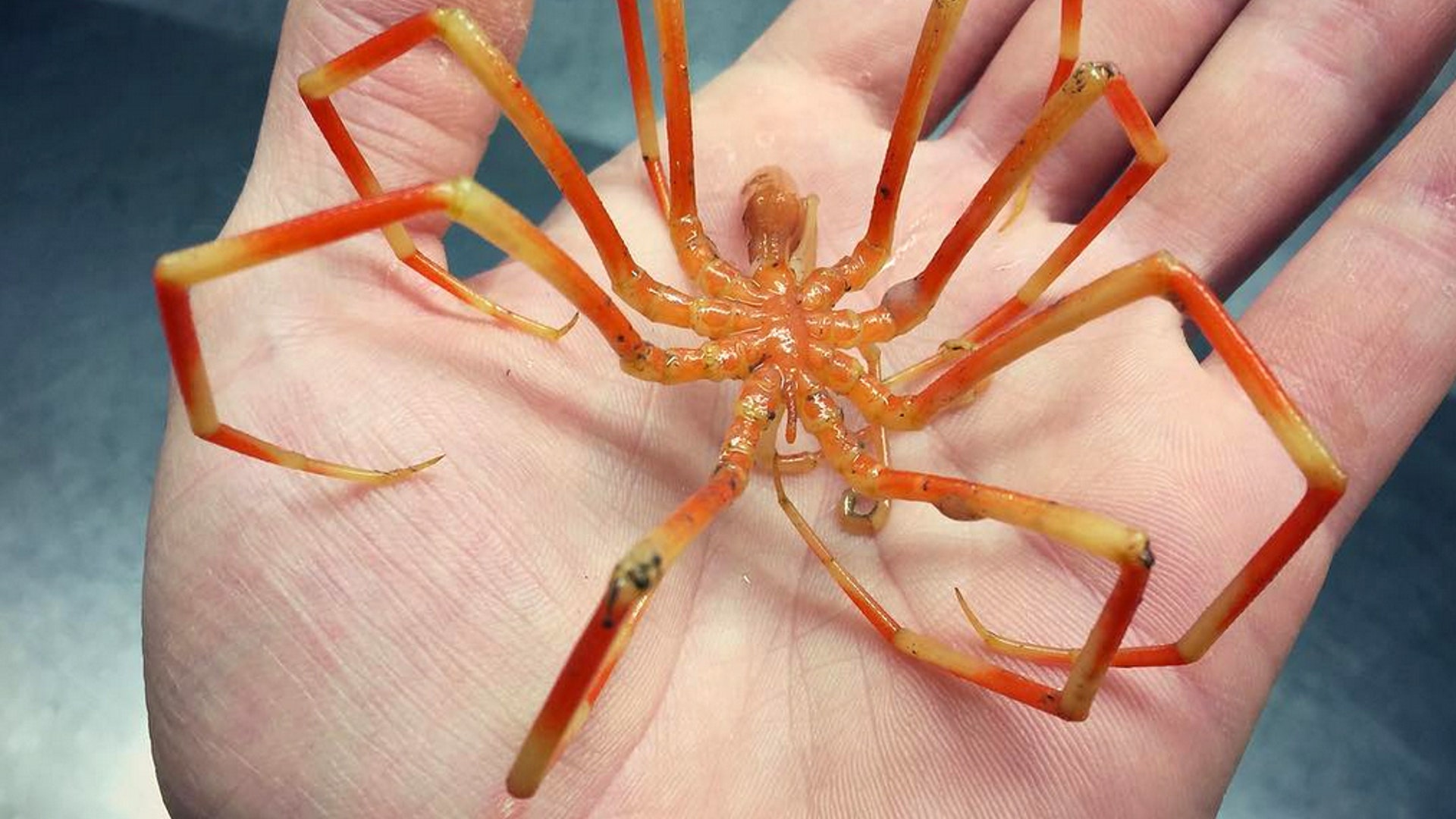 Freaky Fish: Fisherman captures underwater oddities found off Russia's ...