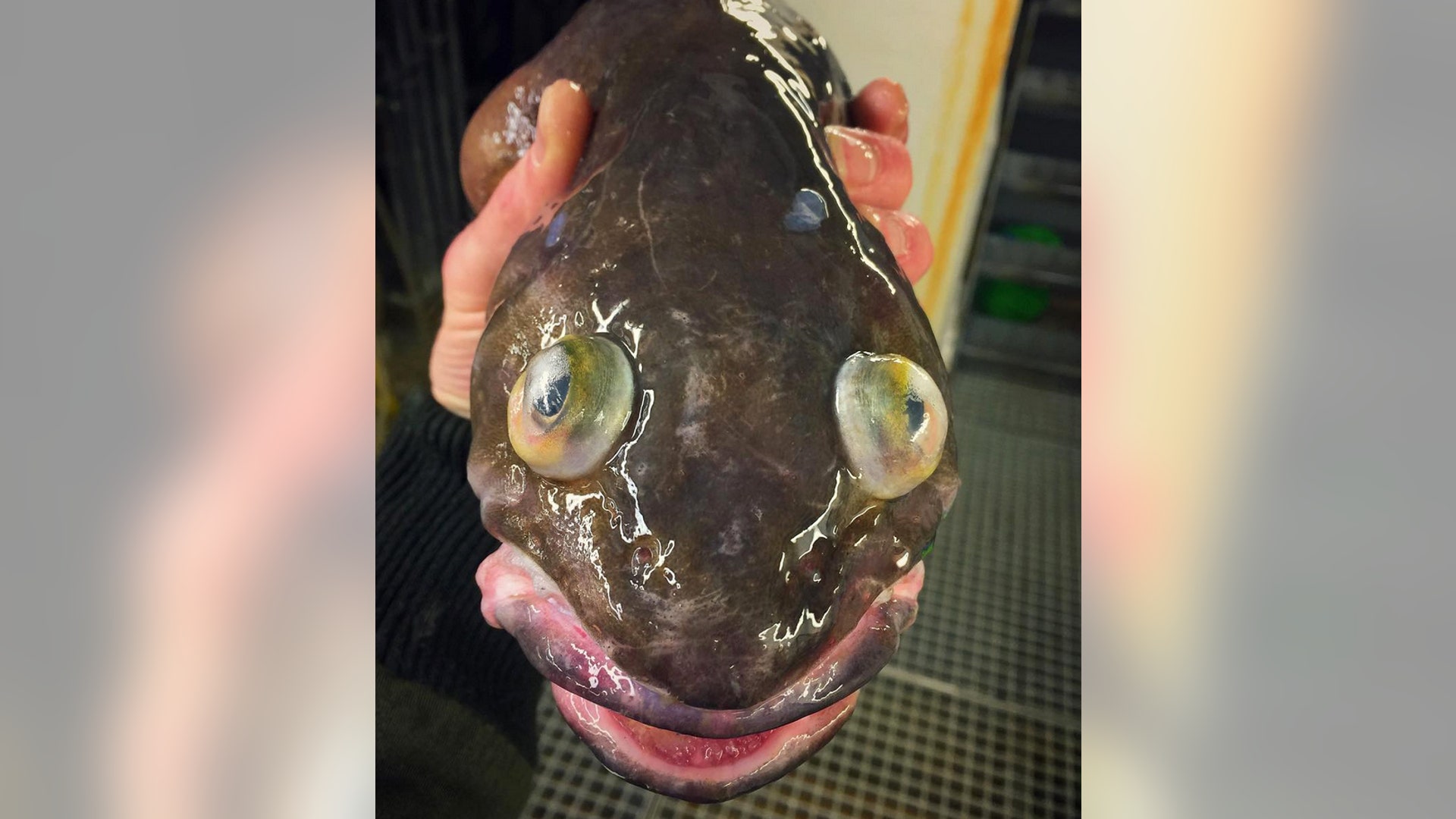 Freaky Fish: Fisherman captures underwater oddities found off Russia's ...