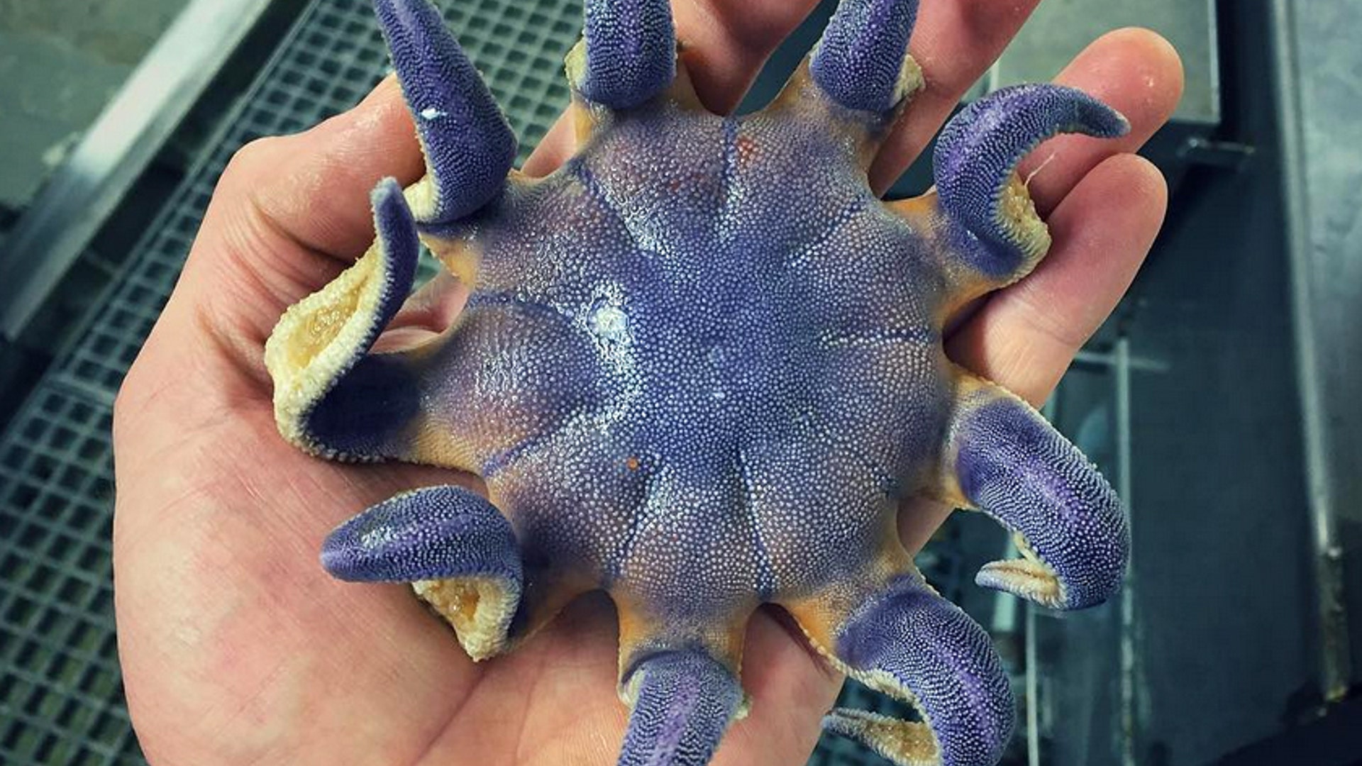 Freaky Fish: Fisherman captures underwater oddities found off Russia's ...