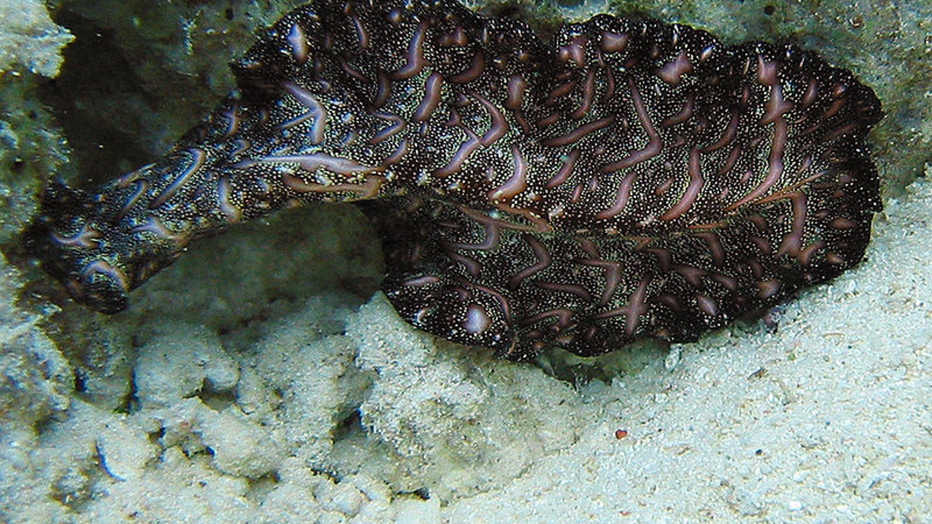 Wild love: 11 bizarre mating rituals | Fox News