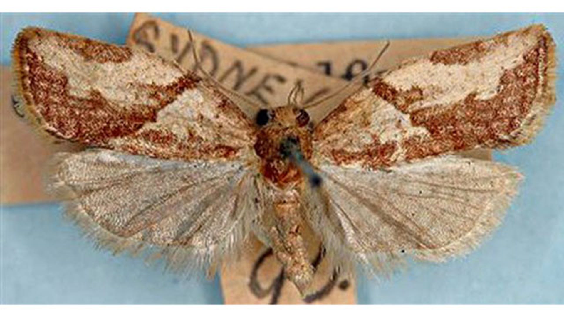 Foreign Insects and Diseases Slipped into US | Fox News