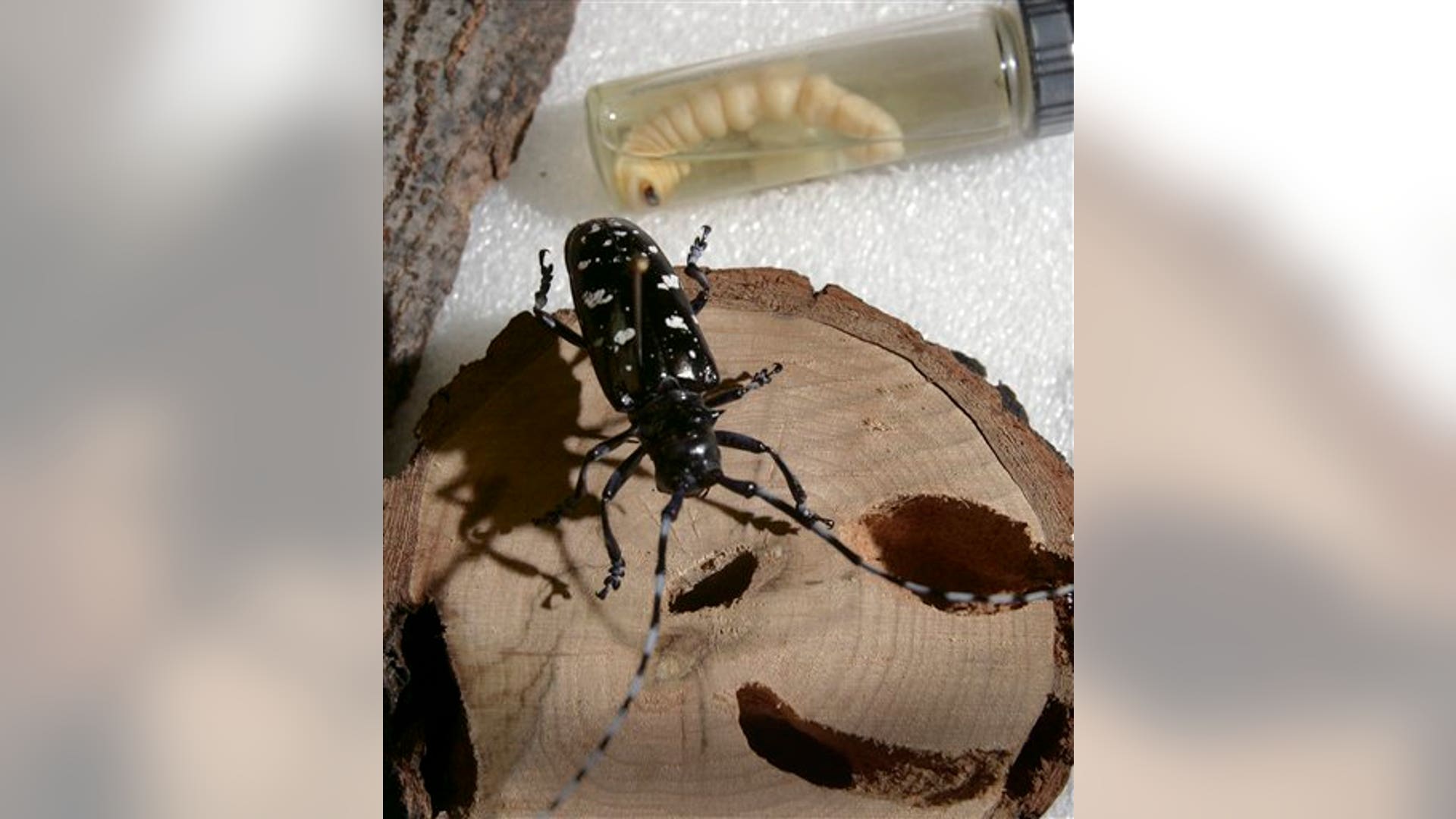 Foreign Insects and Diseases Slipped into US | Fox News