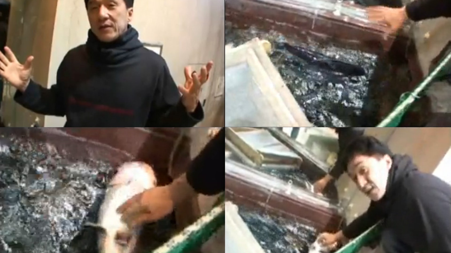 Man's best friends: 7 amazingly trained animals | Fox News