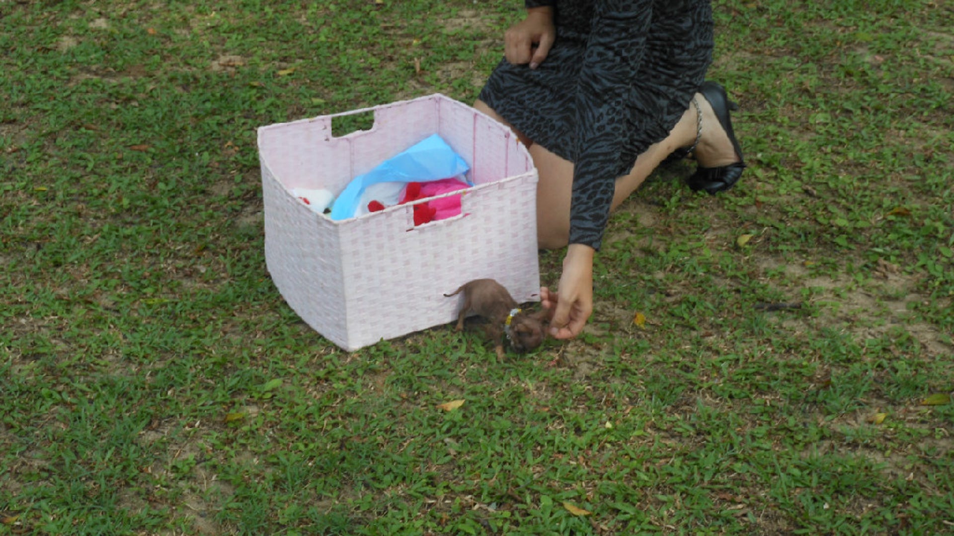 Tiny Dog, Big Ambition | Fox News