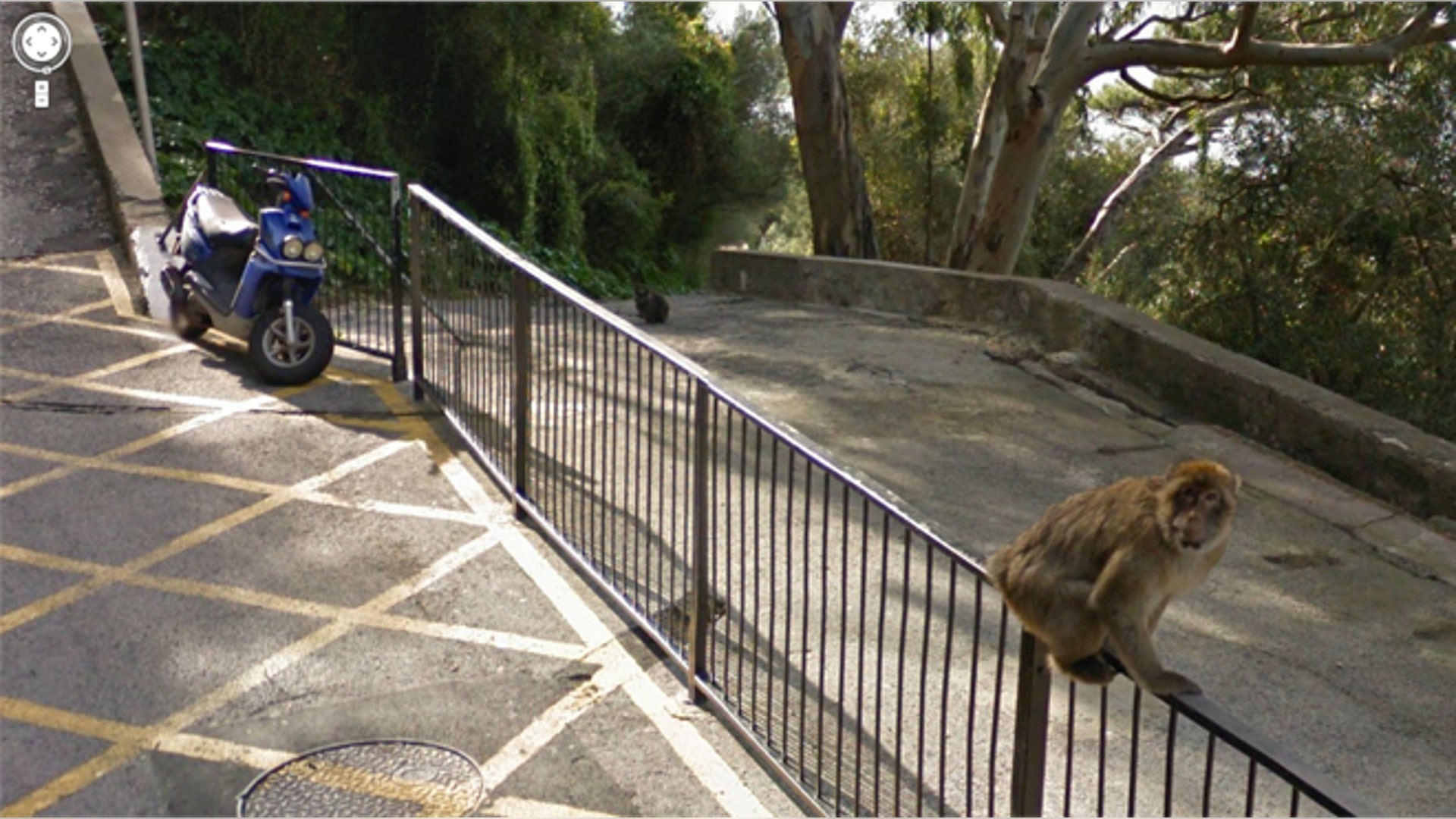 Say cheese! 19 best animal photobombs on Google Maps | Fox News