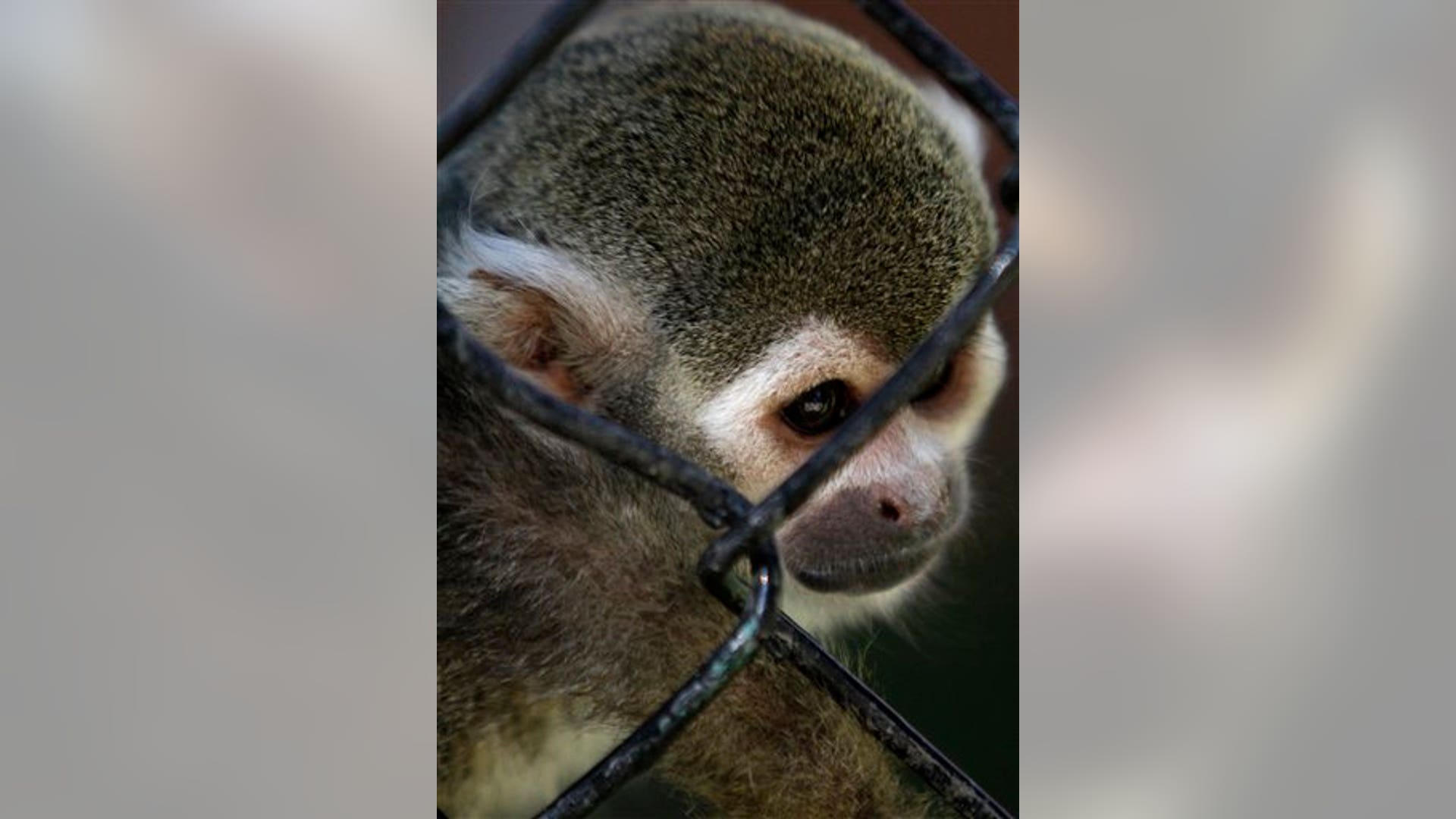 Exotic Narco Pets Hit Zoos After Cartel Kingpin Owners Hit The Slammer ...