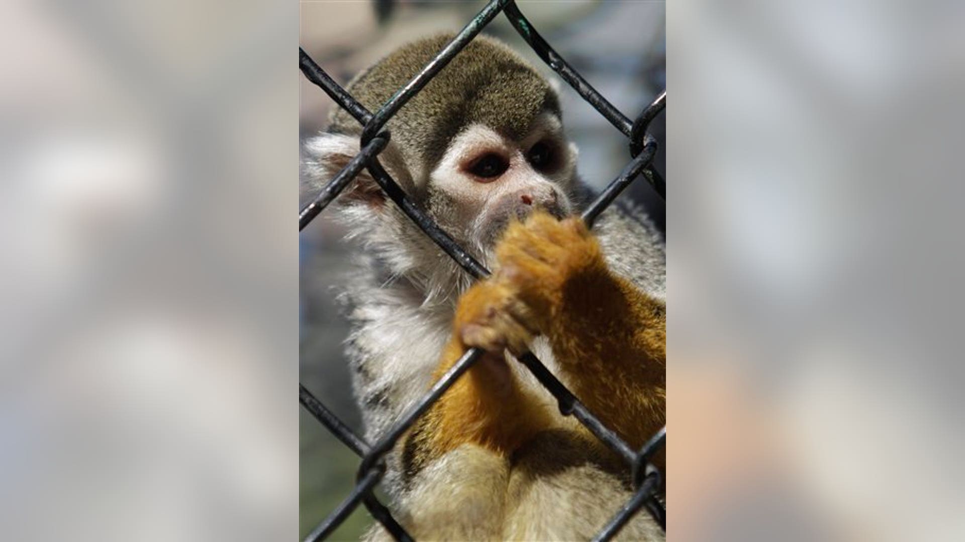 Exotic Narco Pets Hit Zoos After Cartel Kingpin Owners Hit The Slammer ...