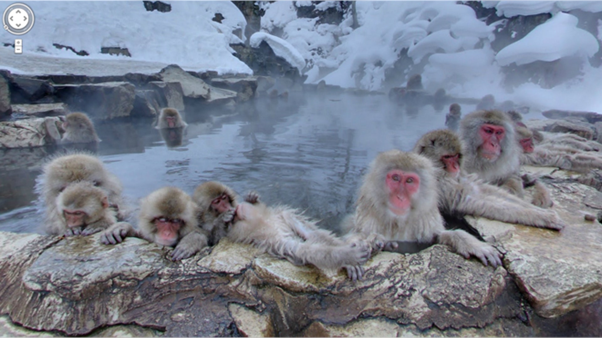 Say cheese! 19 best animal photobombs on Google Maps | Fox News