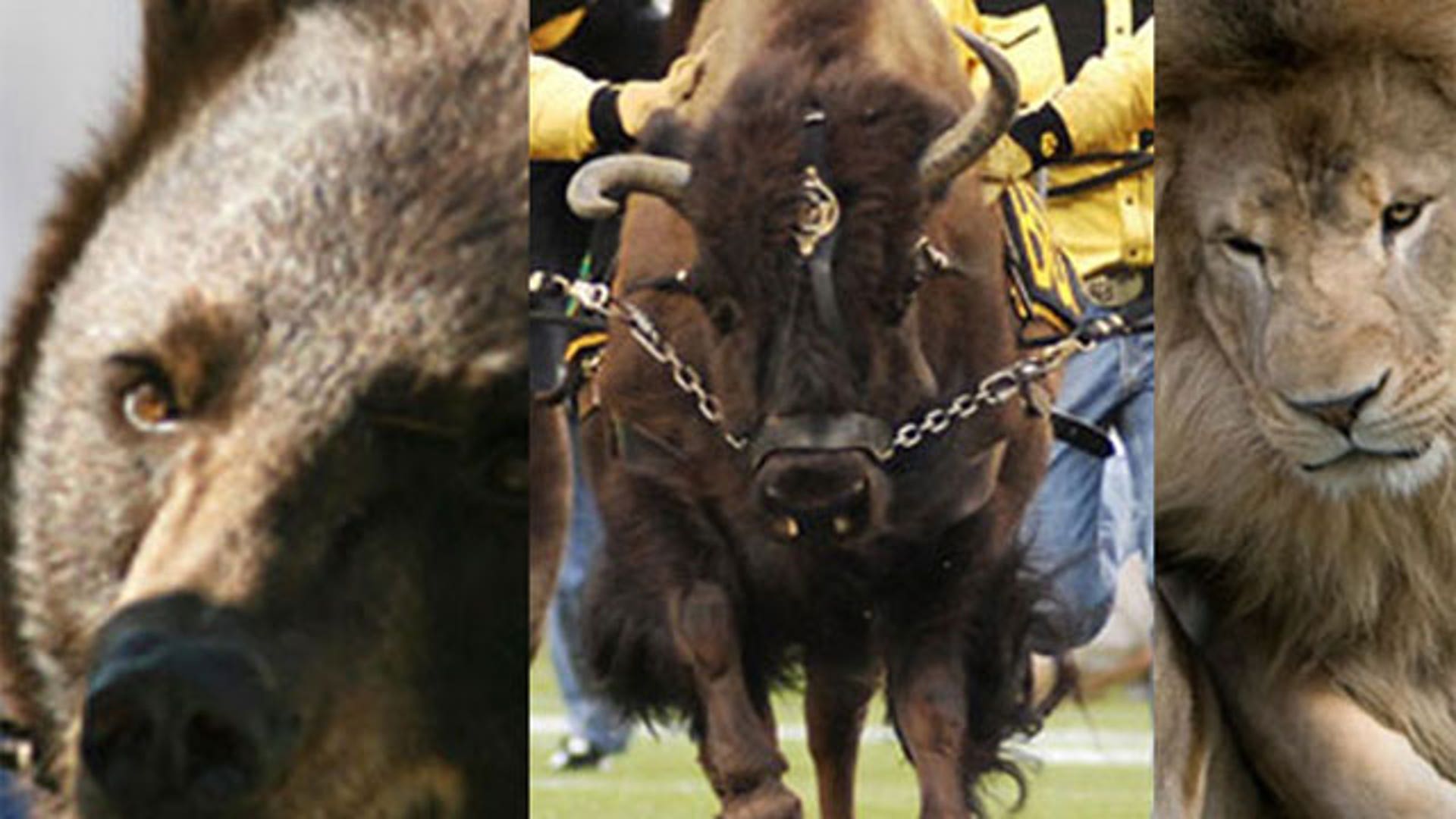College's Most Dangerous Mascots | Fox News