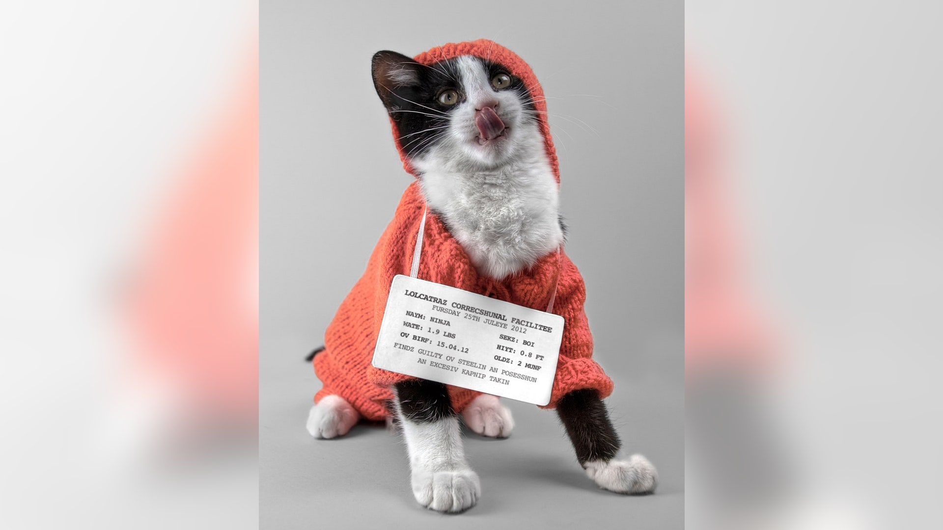 The weird and wonderful world of LOLcats | Fox News