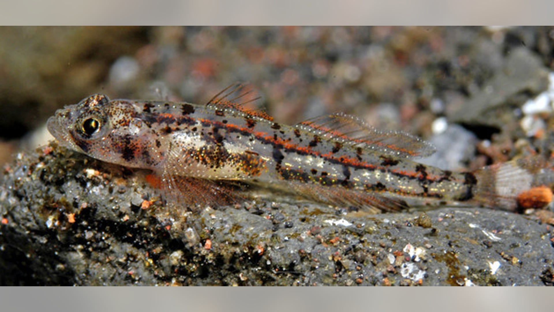 9 New Species Discovered in Bali Reefs | Fox News