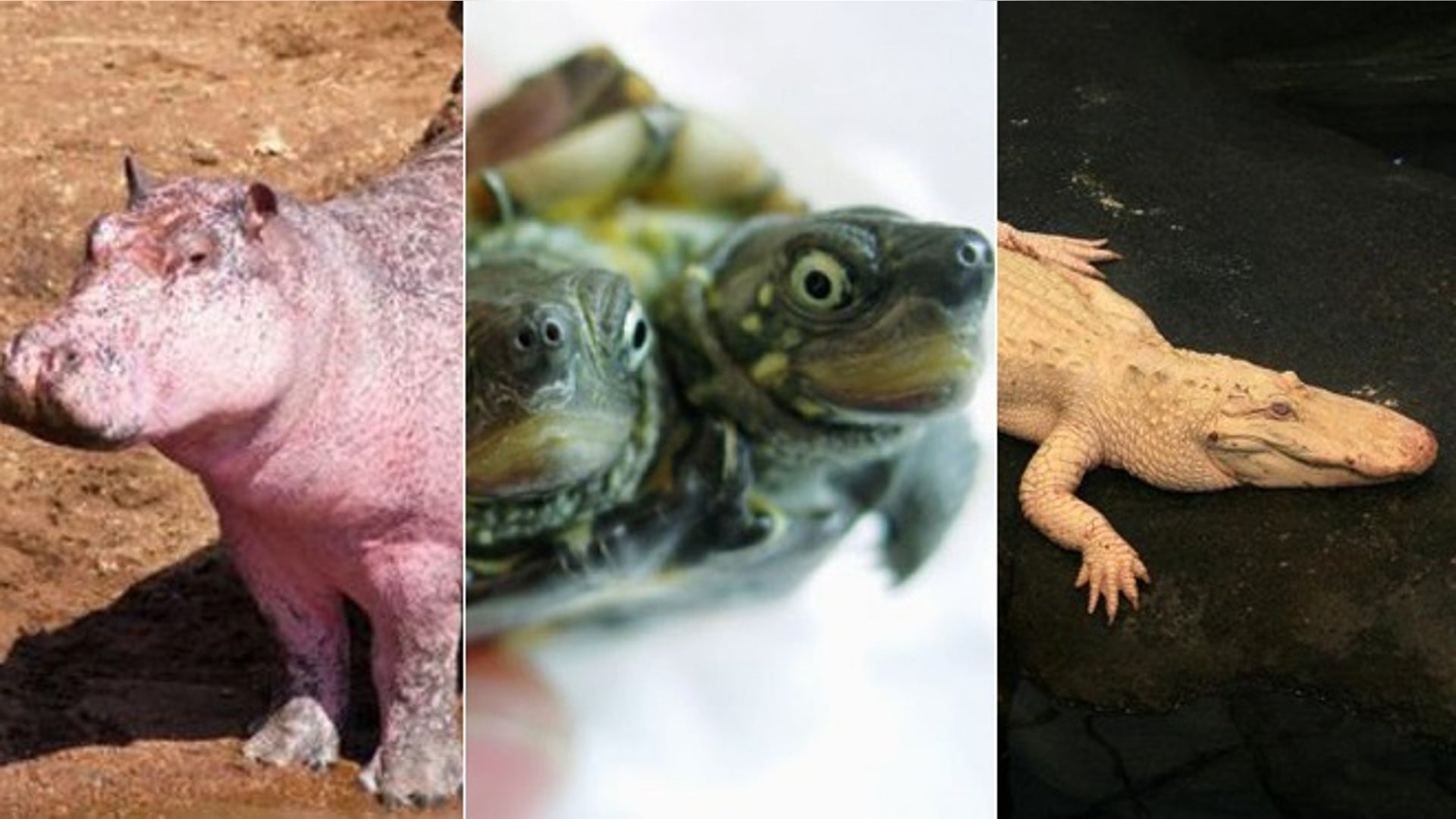 Nature's Oddities: The strangest creatures on earth | Fox News