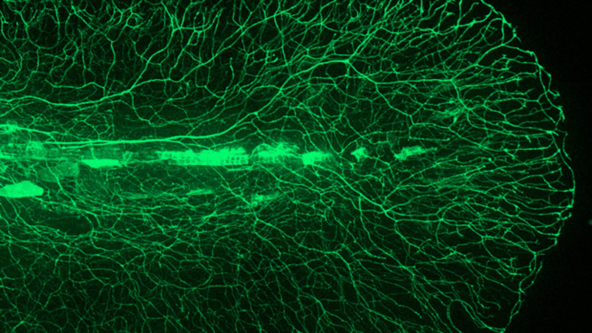 The coolest science images of 2013 | Fox News
