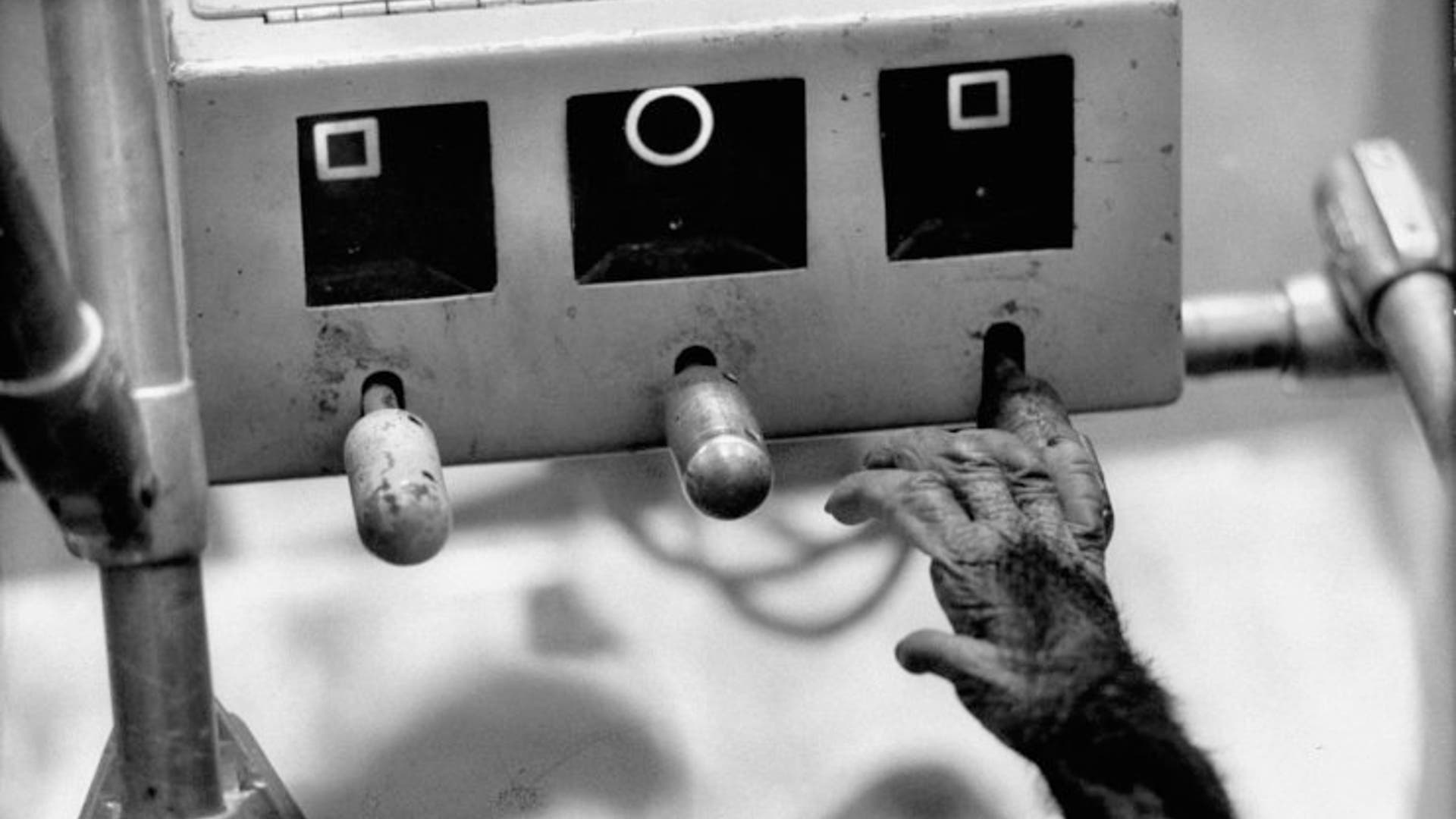 America's first space monkey | Fox News