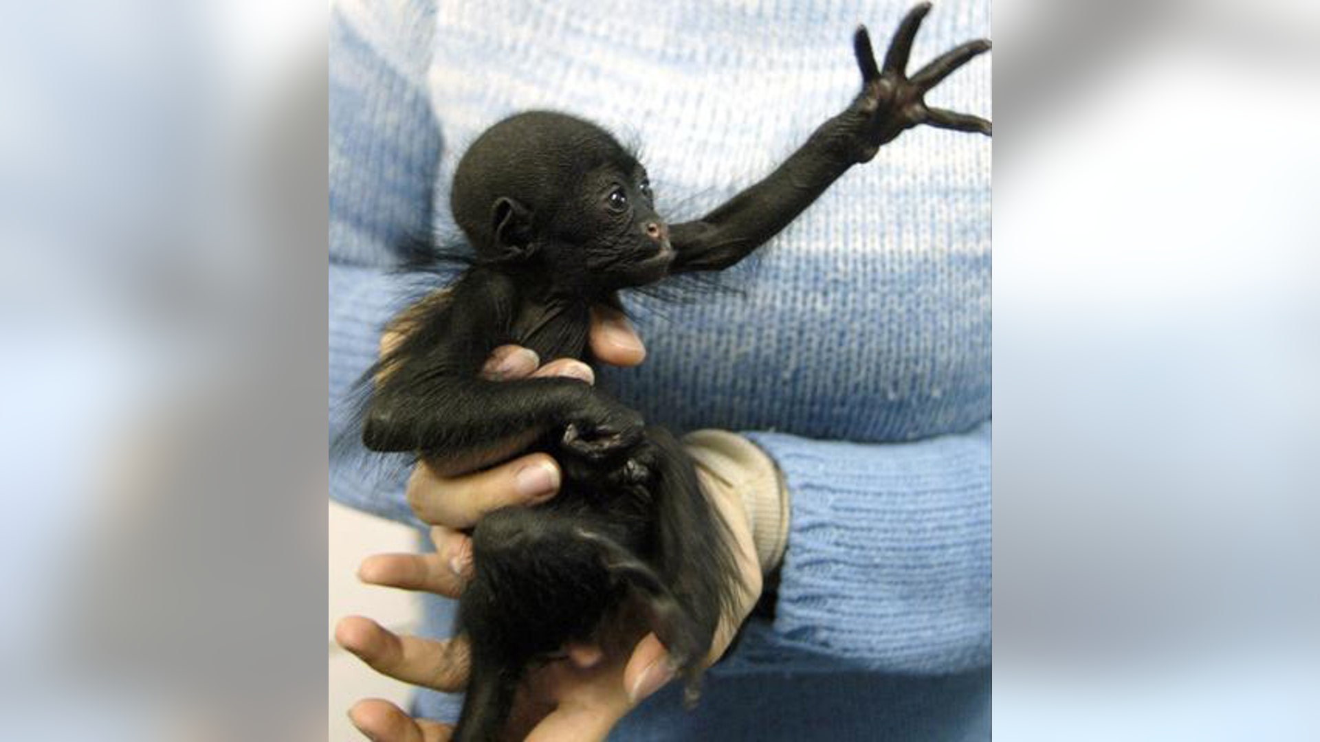 Animals in Danger of Disappearing | Fox News