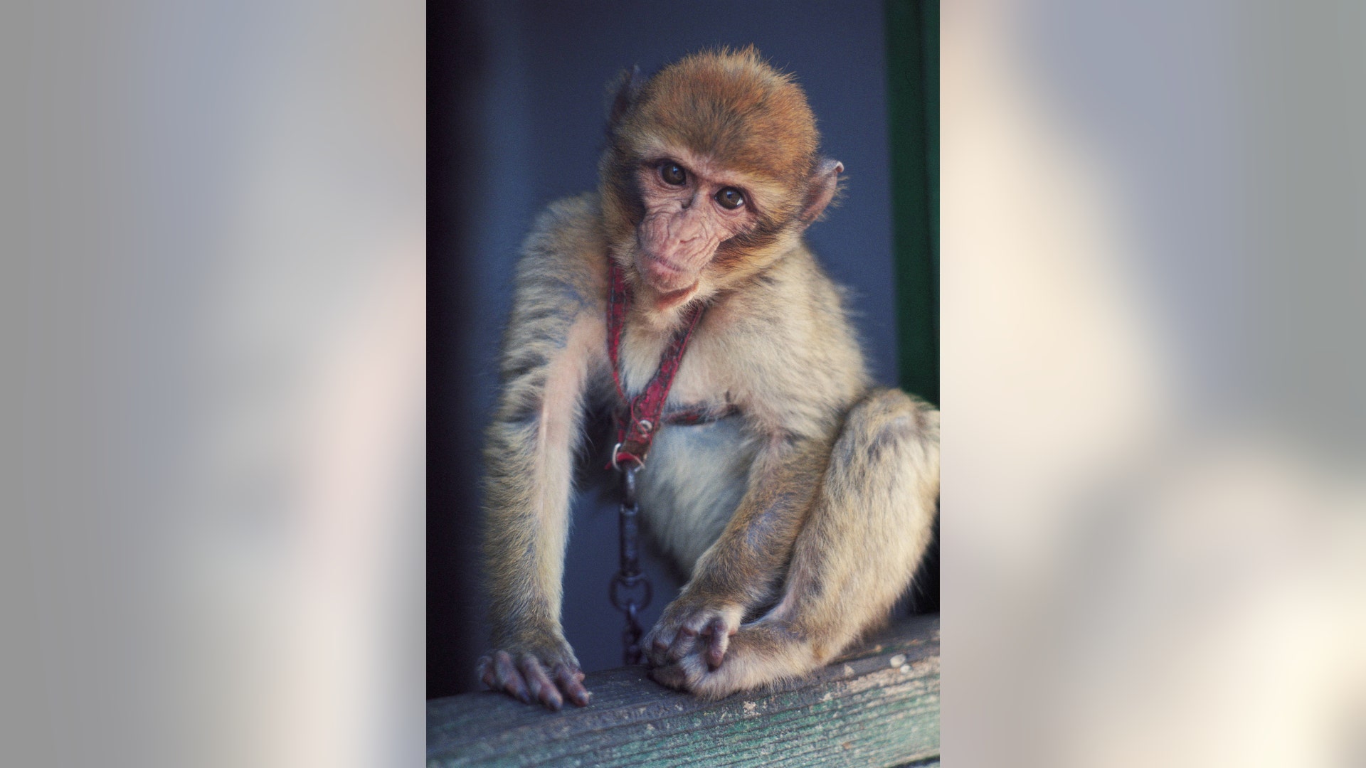 Animals in Danger of Disappearing | Fox News