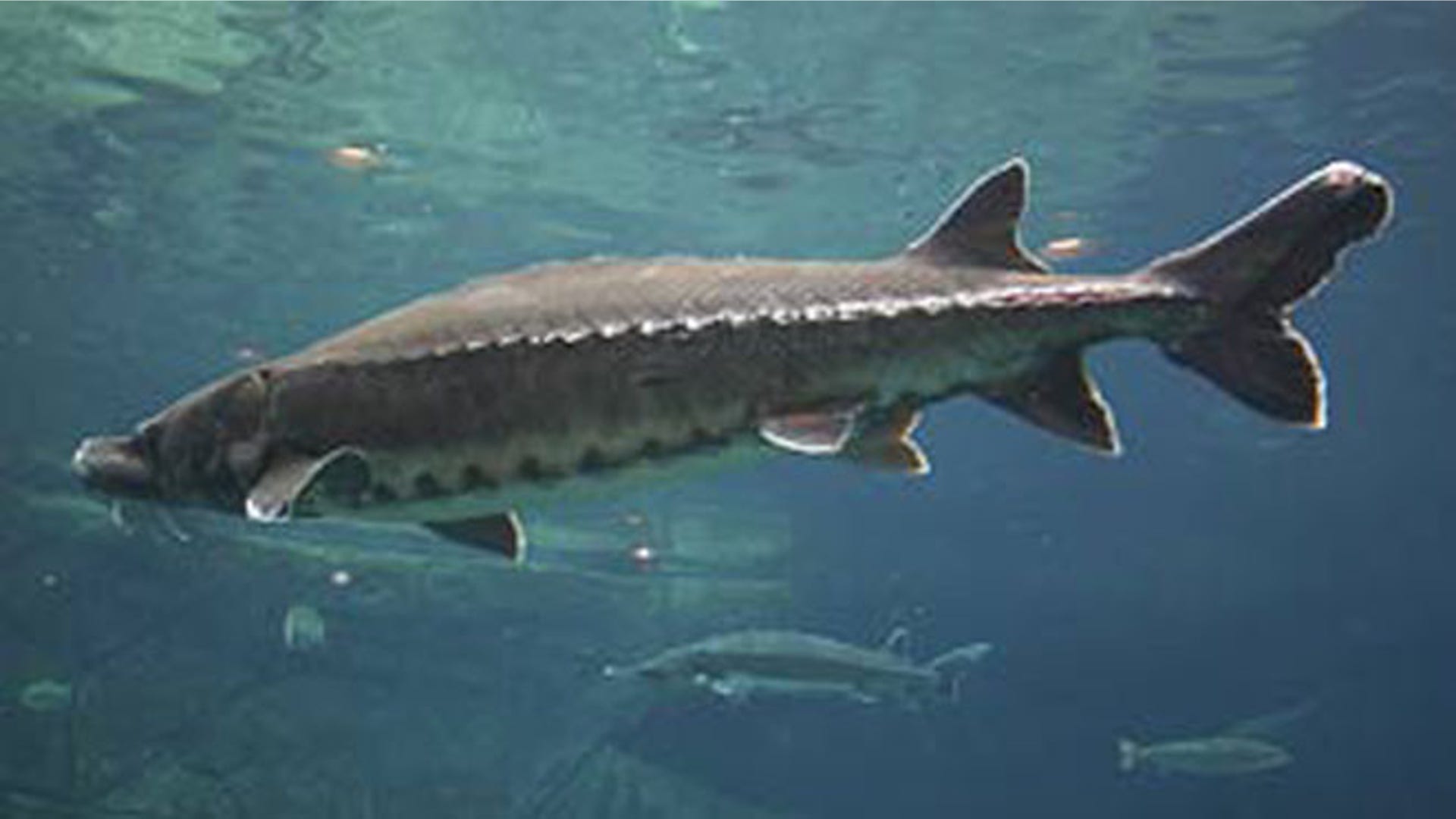 Fish banned by Whole Foods | Fox News