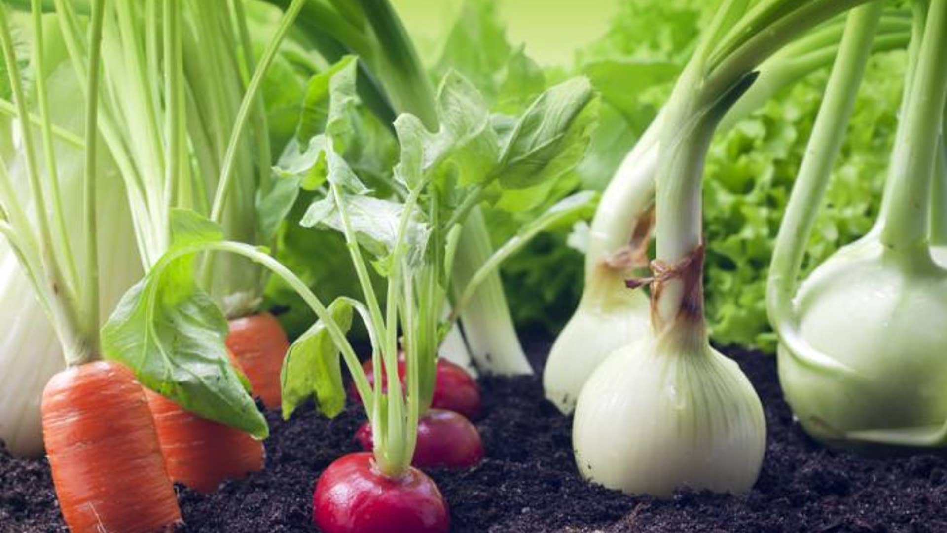 How to Grow a Healthy Vegetable Garden (And Actually Use It!) | Fox News