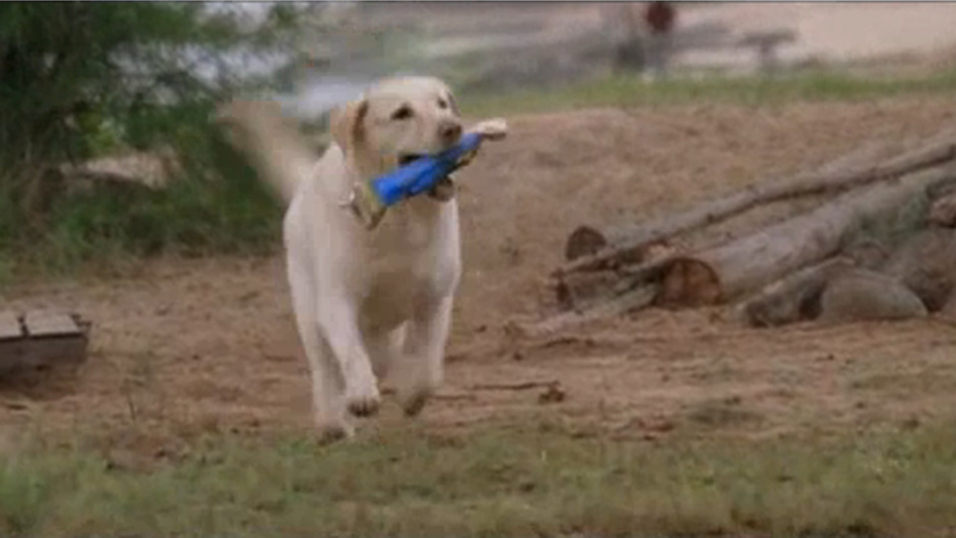 Top Dogs: The cutest pups on TV | Fox News