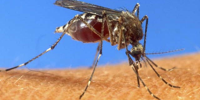 Outbreak: Dominican Republic Hit By New Mosquito-Borne Virus | Fox News Outbreak: Dominican Republic Hit By New Mosquito-Borne Virus | Fox News