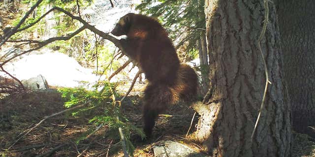 Scientists capture rare sighting of wolverine in Sierra Nevada | Fox News