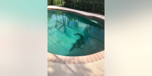 Alligator in Florida takes a dip in pool on Memorial Day | Fox News