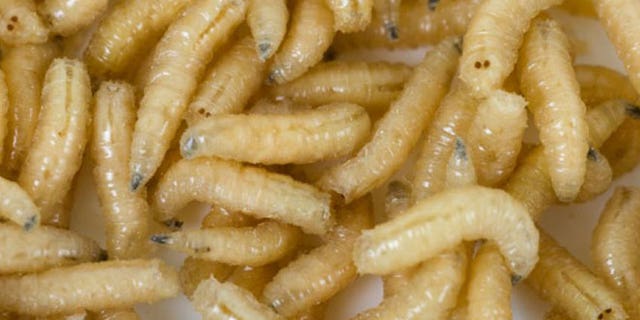 Maggot infestation saves man’s life | Fox News