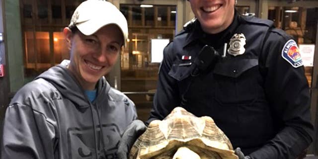Police return pet tortoise stolen during Albuquerque home invasion ...