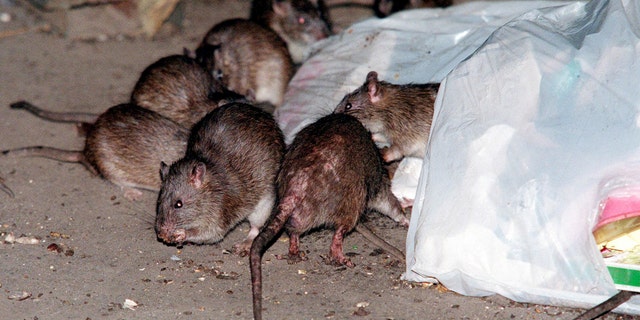 Oh rats: Pet rodent's bite gives teen rare fever | Fox News
