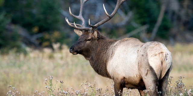 19 dead elk found in Oregon were likely killed by avalanche, biologist ...