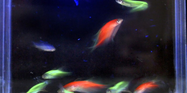 Red fish, blue light: How glowing sea creatures change color | Fox News