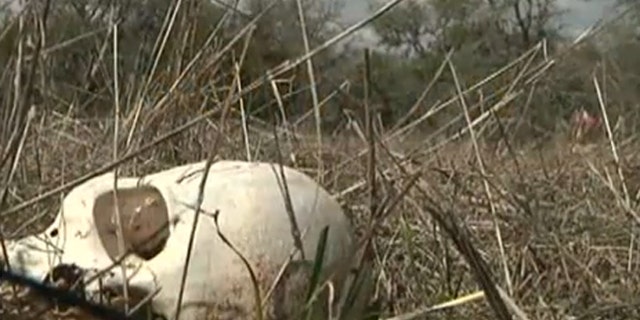 Decomposing Bodies Cover Texas Farm In The Name Of Science | Fox News