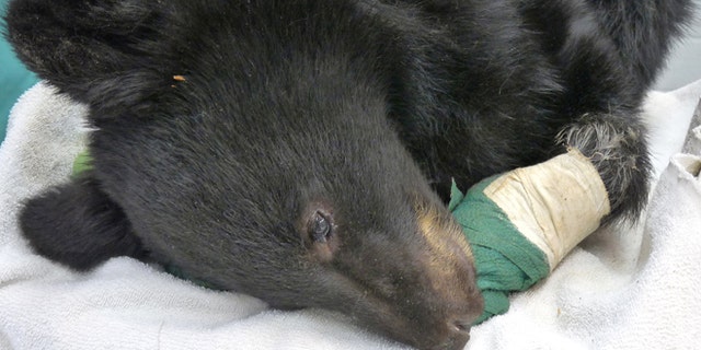Burned in wildfire, Idaho bear cub healing well | Fox News