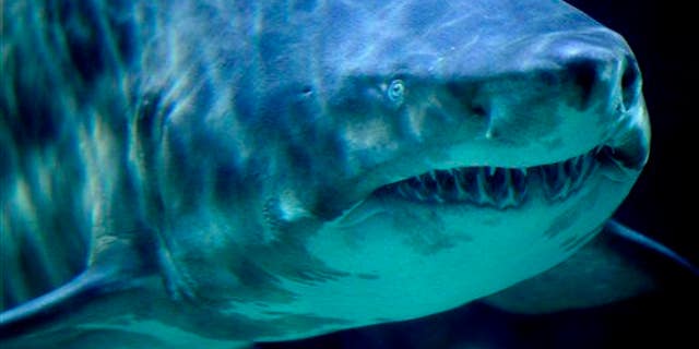 Human head found inside shark | Fox News