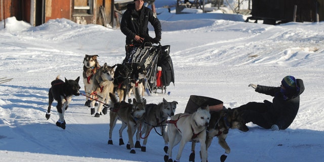 Iditarod dogs reach checkpoint after sleeping musher falls off sled ...
