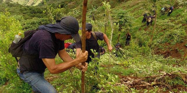Mexico Finds Vast Swath Of Coca Plants Near Guatemalan Border | Fox News