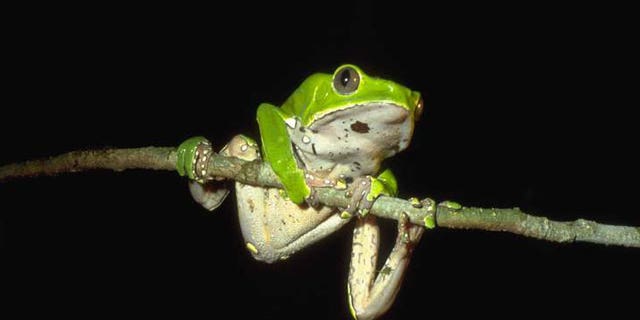 Sapo frog: strange medicine that sharpens the senses | Fox News