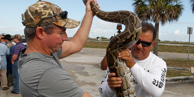 Invasive pythons hatching throughout southwest Florida | Fox News