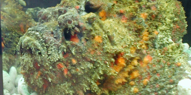 'Most venomous' fish in world discovered in popular swimming spot ...