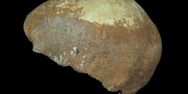 Ancient partial skull from Israeli cave linked to migration of humans ...