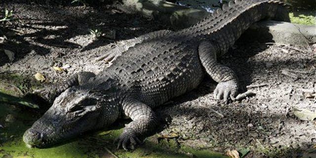 Crocodiles are able to climb trees, study reveals | Fox News