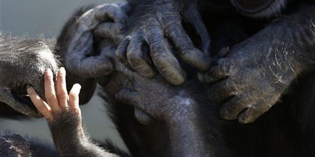 We're more primitive than chimps in one specific way | Fox News