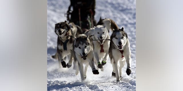 John Beargrease 2022 sled dog marathon won by Wisconsin musher | Fox News