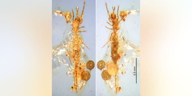 100 million-year-old scorpion found preserved in amber | Fox News