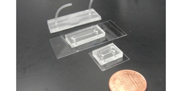 How 'brain-on-a-chip' could test drugs | Fox News