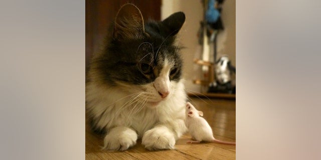 Mind-control parasite kills mice's fear of cats permanently | Fox News