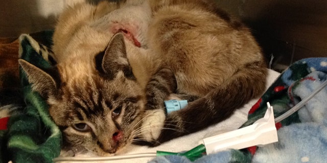 Utah cat survives after being shot through face with arrow | Fox News